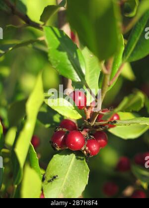 A closeup of ants crawling on a green plant Stock Photo - Alamy