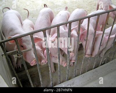 lean pig in a pig farms, north china Stock Photo - Alamy