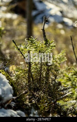 spruce tree leaves and pins in sunny winter covered with some snow and ...
