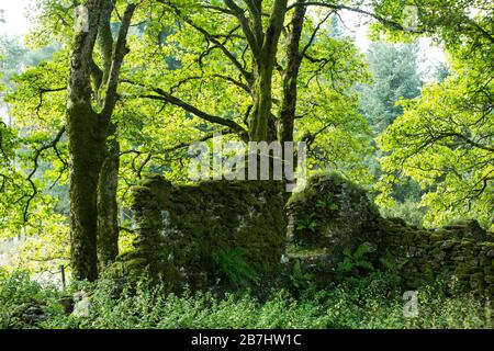 St Fillan's Priory Graveyard @ Kirkton. John o' groats (Duncansby head ...