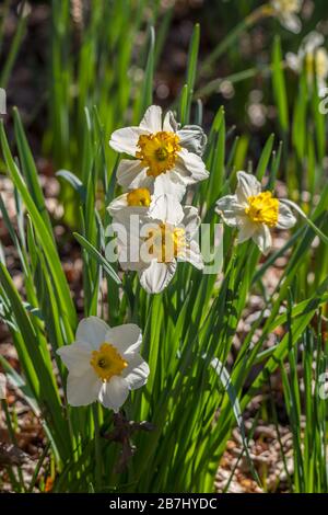 A bouquet of white daffodils with a yellow center against a blue sky ...