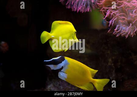 The foxface rabbitfish (Siganus vulpinus). Tropical marine aquarium ...
