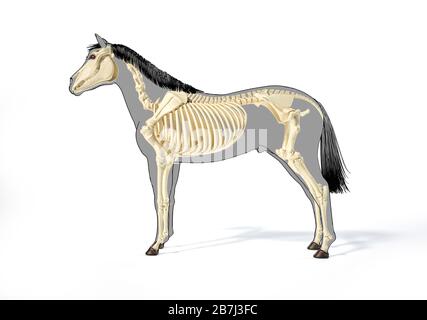 Equine skeletal system. Illustration of the skeletal system of a horse ...