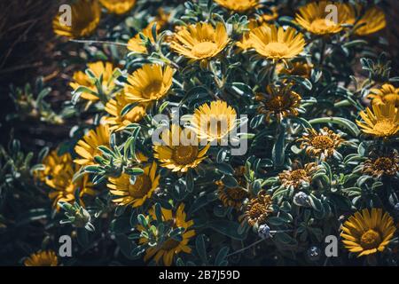 Asteriscus maritimus, commonly known as gold coin daisy, is a coastal ...