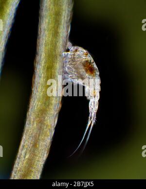 Cyclops sp. a common pond water flea Stock Photo - Alamy