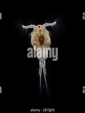 Cyclops sp. a common pond water flea Stock Photo - Alamy