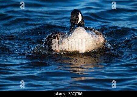 canada goose bathing Stock Photo - Alamy