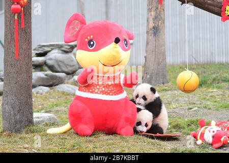 Giant pandas play at Shenshuping base in Aba Prefecture, southwest ...