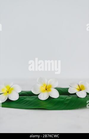 natural beauty and spa concept, monoi flowers on tropical green leaf on ...