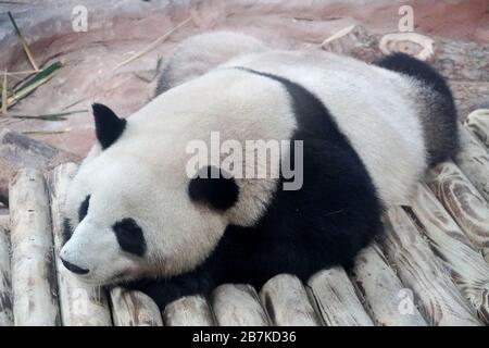 --File--Panda Ji Mei takes a nap at the Panda House at Nanning Zoo in ...