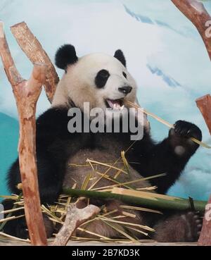 --File--Panda Ji Mei eats bamboos at the Panda House at Nanning Zoo in ...