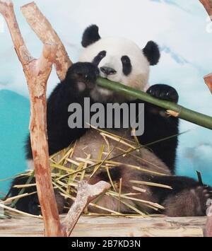 --File--Panda Ji Mei eats bamboos at the Panda House at Nanning Zoo in ...