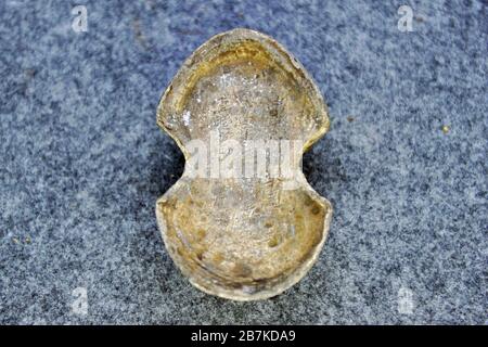 An ancient Chinese silver ingot or sycee of Ming Dynasty is on display ...