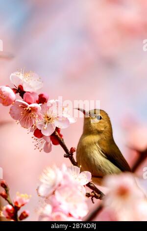 A bird is seen in bettwen flowers blossoming at the Batou Park near the ...