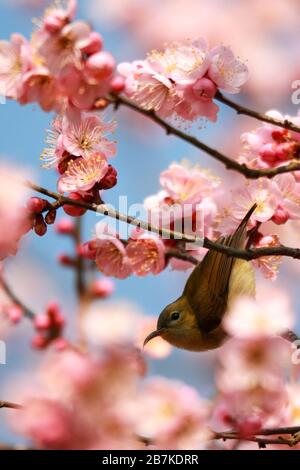 A bird is seen in bettwen flowers blossoming at the Batou Park near the ...