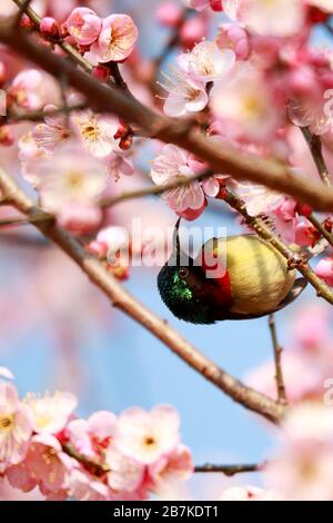 A bird is seen in bettwen flowers blossoming at the Batou Park near the ...