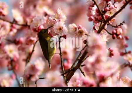 A bird is seen in bettwen flowers blossoming at the Batou Park near the ...