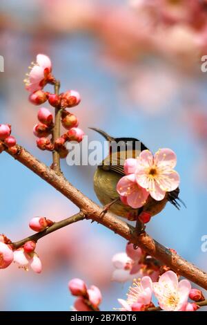 A bird is seen in bettwen flowers blossoming at the Batou Park near the ...