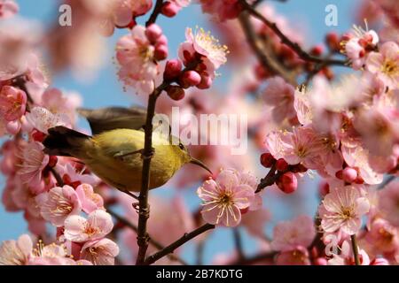 A bird is seen in bettwen flowers blossoming at the Batou Park near the ...