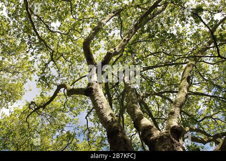 Spring view of Silver Maple Trees in a sunny day, Green Park, London ...