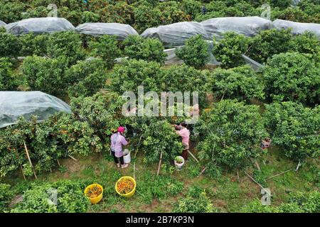 People pick sugar oranges from the trees in Rongan county, Liuzhou city ...