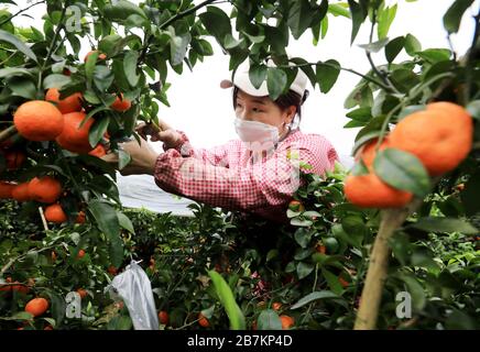 People pick sugar oranges from the trees in Rongan county, Liuzhou city ...