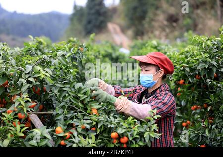 People pick sugar oranges from the trees in Rongan county, Liuzhou city ...