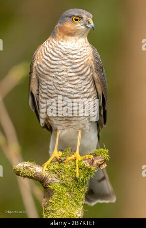 Sparrowhawk Accipiter nisus, with prey by garden border sharp hooked ...