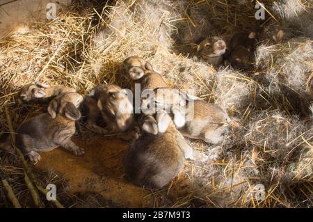 domestic rabbit, four days old newborn litter in nest, straw bedding in ...