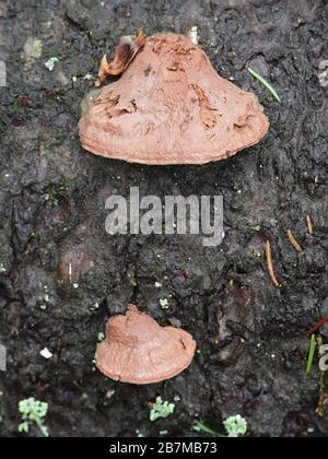 Cinnamon Bracket Fungus, Hapalopilus nidulans (H. rutilans ...