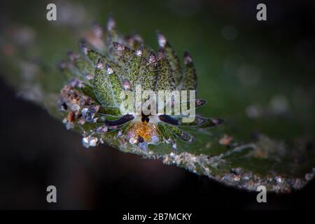 Leaf Sheep Nudibranch (Costasiella Kuroshimae) Adorable Sea Slug Eats ...