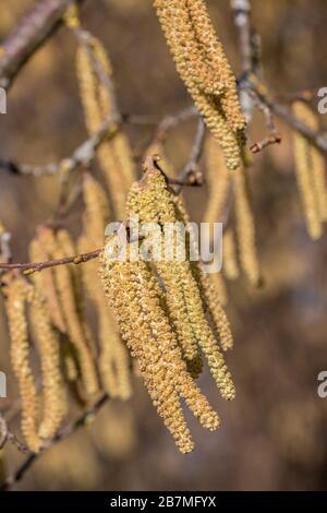 Hazelnut tree with a lot of big yellow hazelnut pollen Stock Photo - Alamy