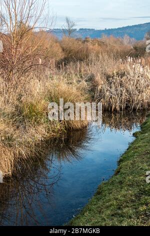 Marshland with smelling brackish water and a lot of reeds Stock Photo ...