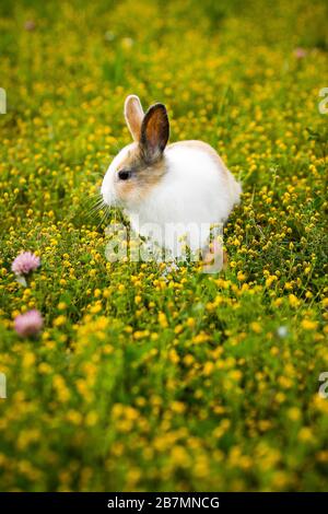 dwarf rabbit in a flowery field Stock Photo - Alamy