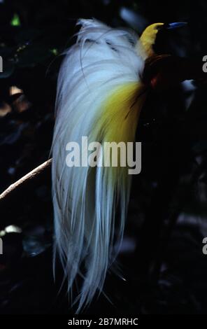 Greater bird-of-paradise (Paradisaea apoda) male, native to southwest ...