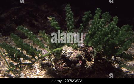 Grape Caulerpa Algae (Caulerpa racemosa), close-up view Stock Photo - Alamy