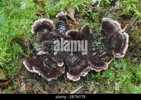 Phellodon connatus, known as grey tooth, wild fungus from Finland Stock ...