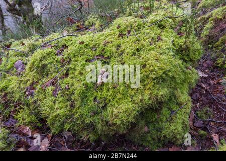 Pleurozium schreberi, the red-stemmed feathermoss or Schreber's big red ...