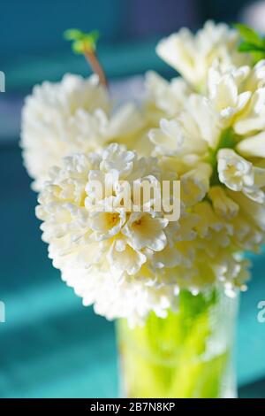 Bouquet of fragrant cream white hyacinth flowers in a vase Stock Photo ...