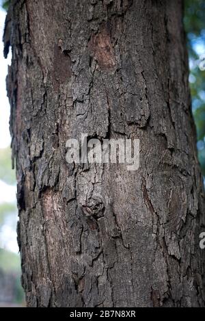 Chinese Photinia (Photinia serratifolia Stock Photo - Alamy