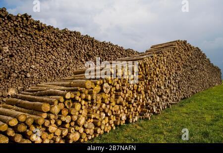 Wood industry, Stacked logs, Austria Stock Photo - Alamy