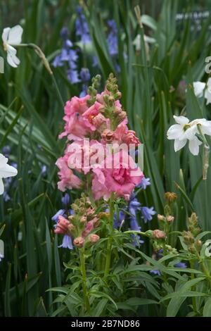Pink Snapdragon in the Sunshine Stock Photo - Alamy