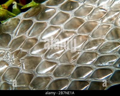 Molted skin of a snake Stock Photo - Alamy