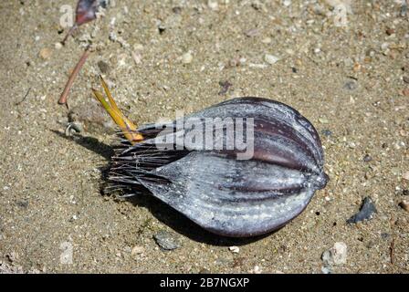 Mangrove palm (Nypa fruticans) fruit. Close-up of the fruit of the ...
