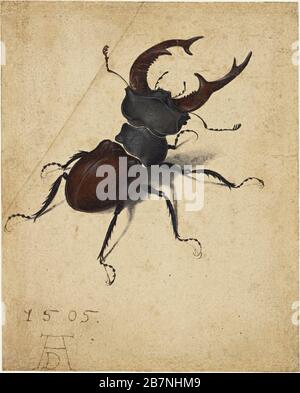 Stag Beetle. Museum: J. Paul Getty Museum, Los Angeles. Author ...
