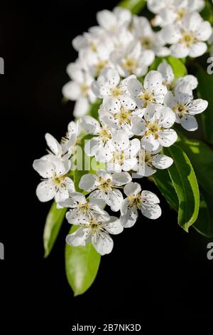 Close up of a cluster of white blossoms Stock Photo - Alamy