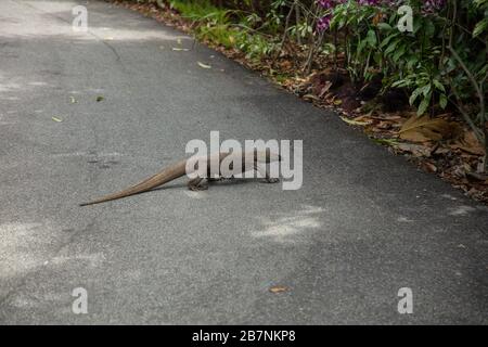Clouded Monitor Lizard seen in the Singapore Botanic Gardens Stock ...