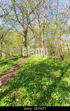 Hiking through a forest in spring Stock Photo - Alamy