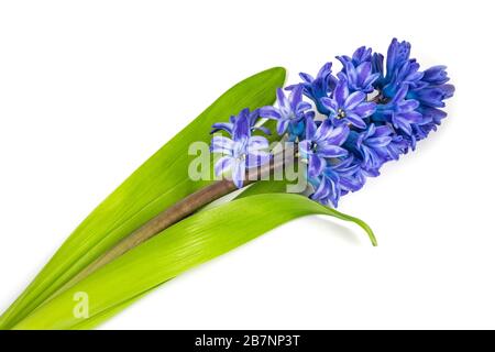 Bouquet of blue hyacinth flowers and leaves in a craft paper cornet ...