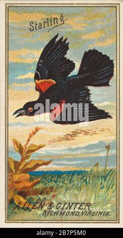 Starling, from the Birds of America series (N37) for Allen & Ginter ...